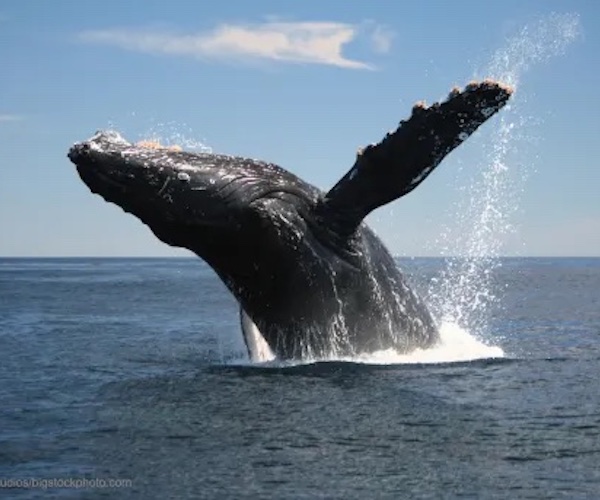 Book Review: "The Value of a Whale" - Green Capitalism and the Limits ...